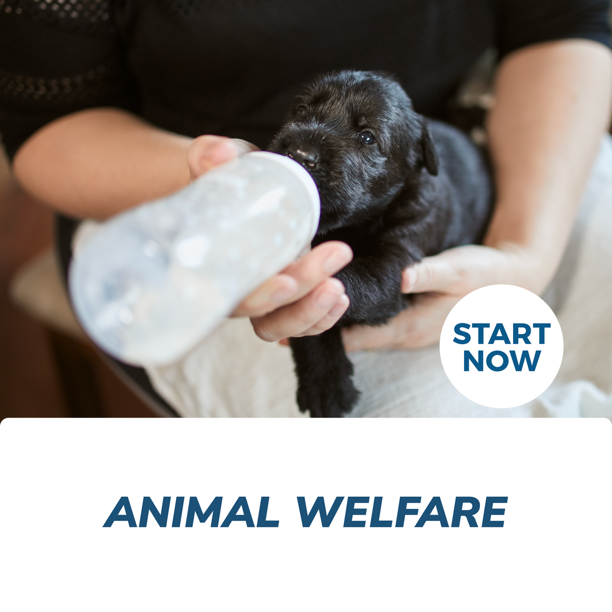 Animal Welfare Course with Certification Online