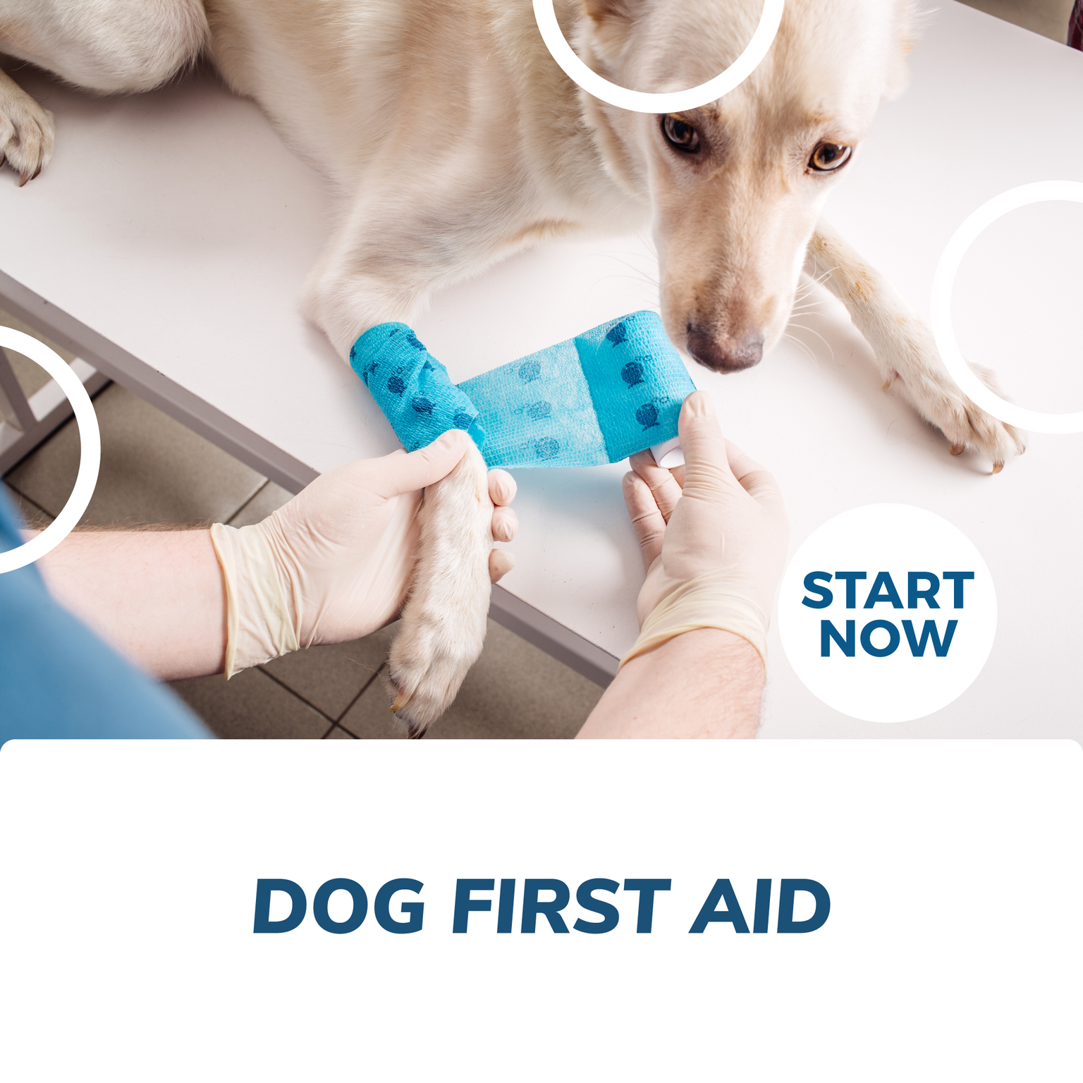 Courses For Success - Leaders In Online Education Since 2008